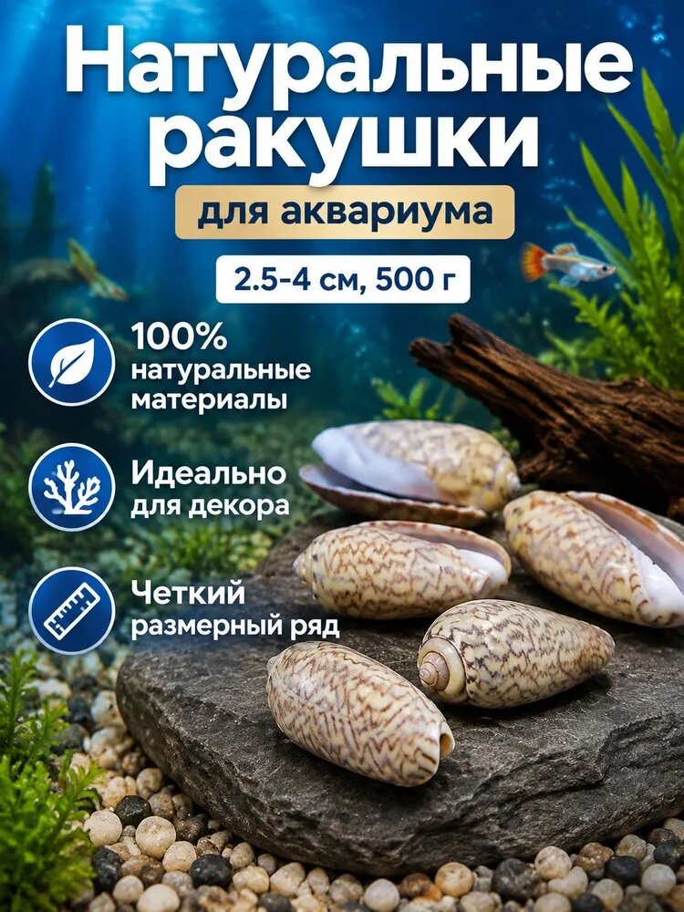Натуральные ракушки для аквариума, 2,5-4 см, хищные улитки, 1 кг