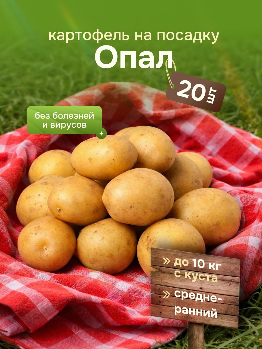 Семенной картофель на посадку Опал 20 шт (среднеранний)