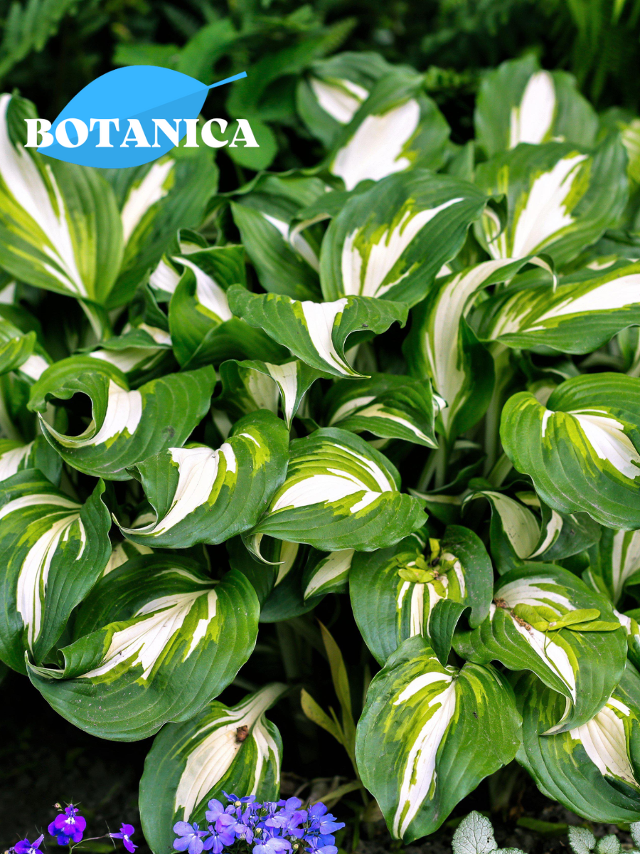 Луковицы цветов, botanica garden , Хоста Медиовариегата ( 1 штука )