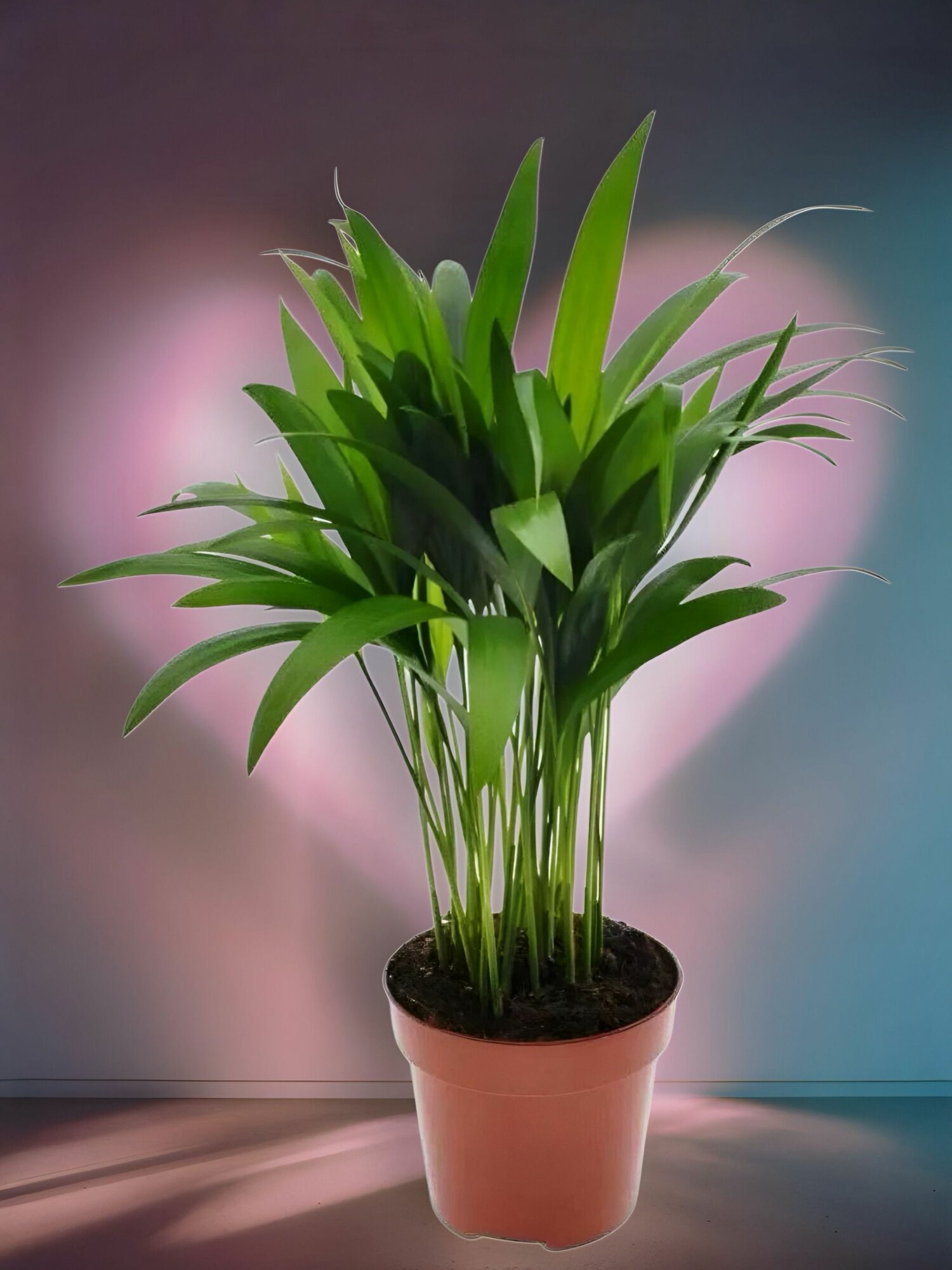 Пальма арека Хризалидокарпус 40*12