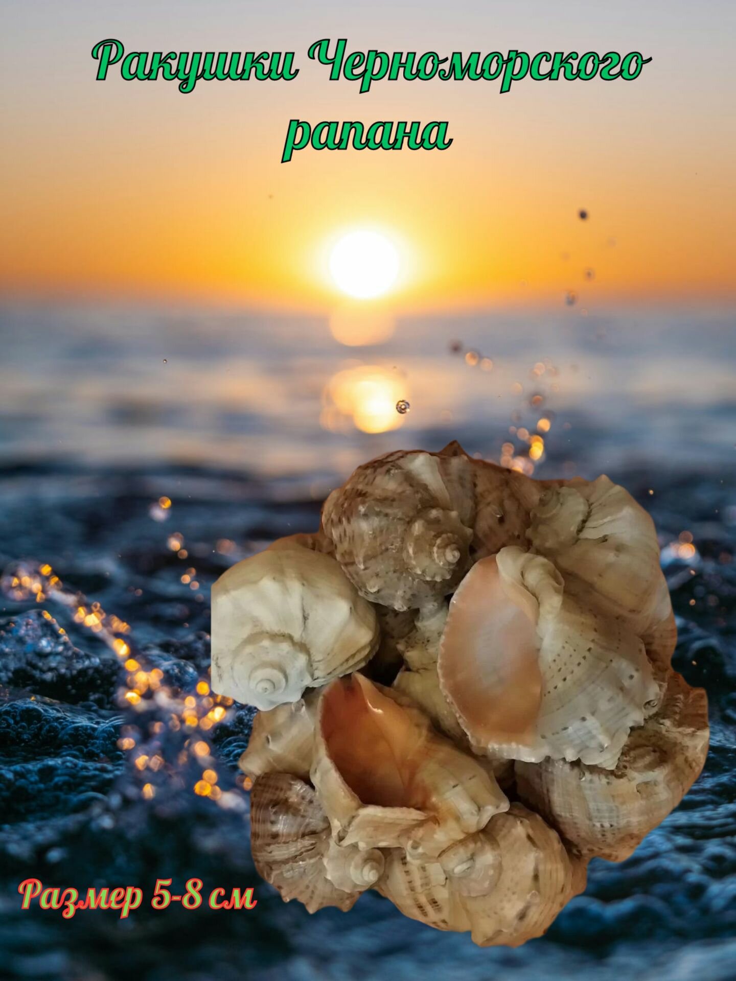 Ракушка Черноморского рапана 5-8 см