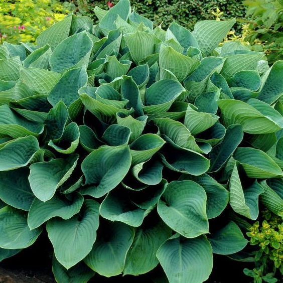 Хоста Элеганс (1 корневище в пакете с торфом), Нидерланды