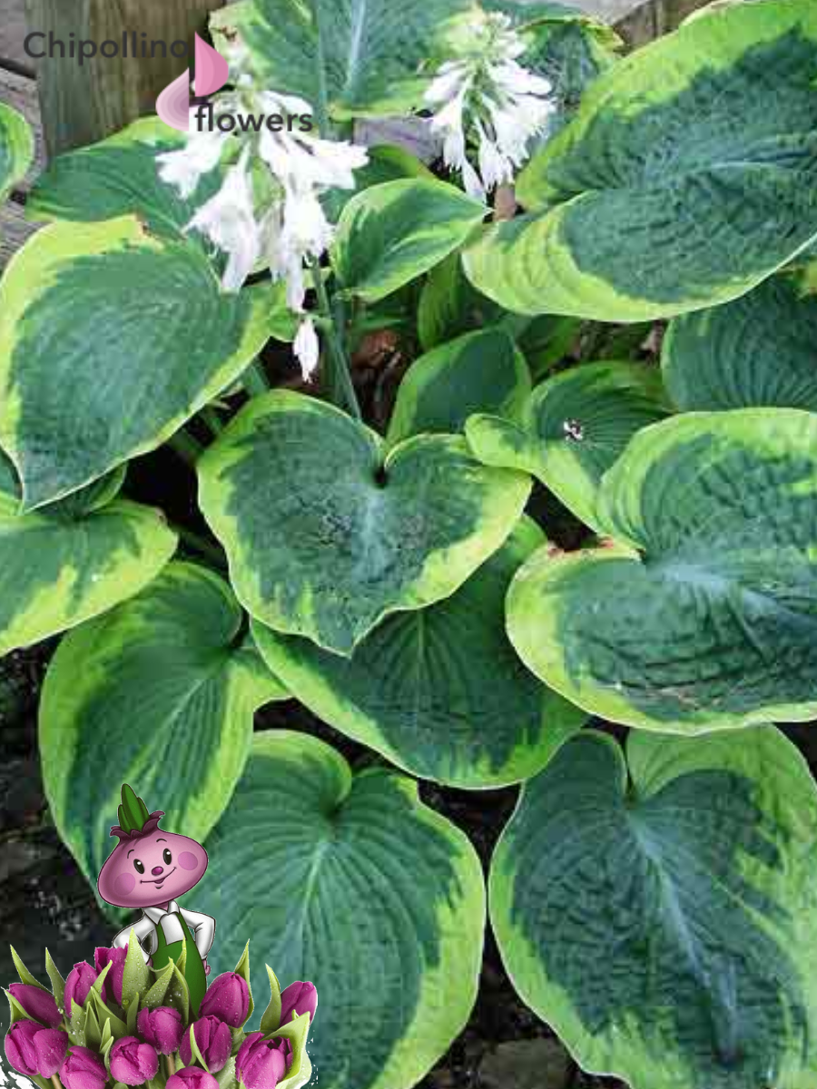 Клубни цветов, chipollino flowers, Хоста FRANCES WILLIAMS (корень)