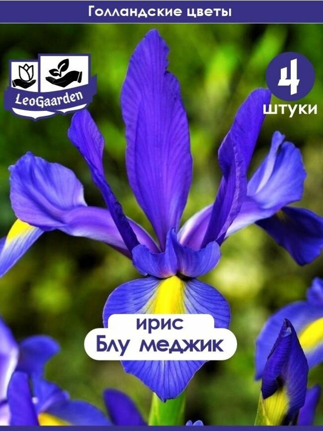 Ирис луковицы 4 шт, Блю Меджик