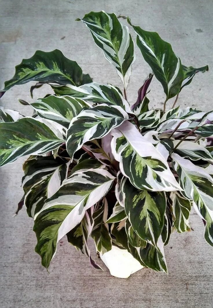 Калатея White Fusion h-55cm (вайт фьюжн)