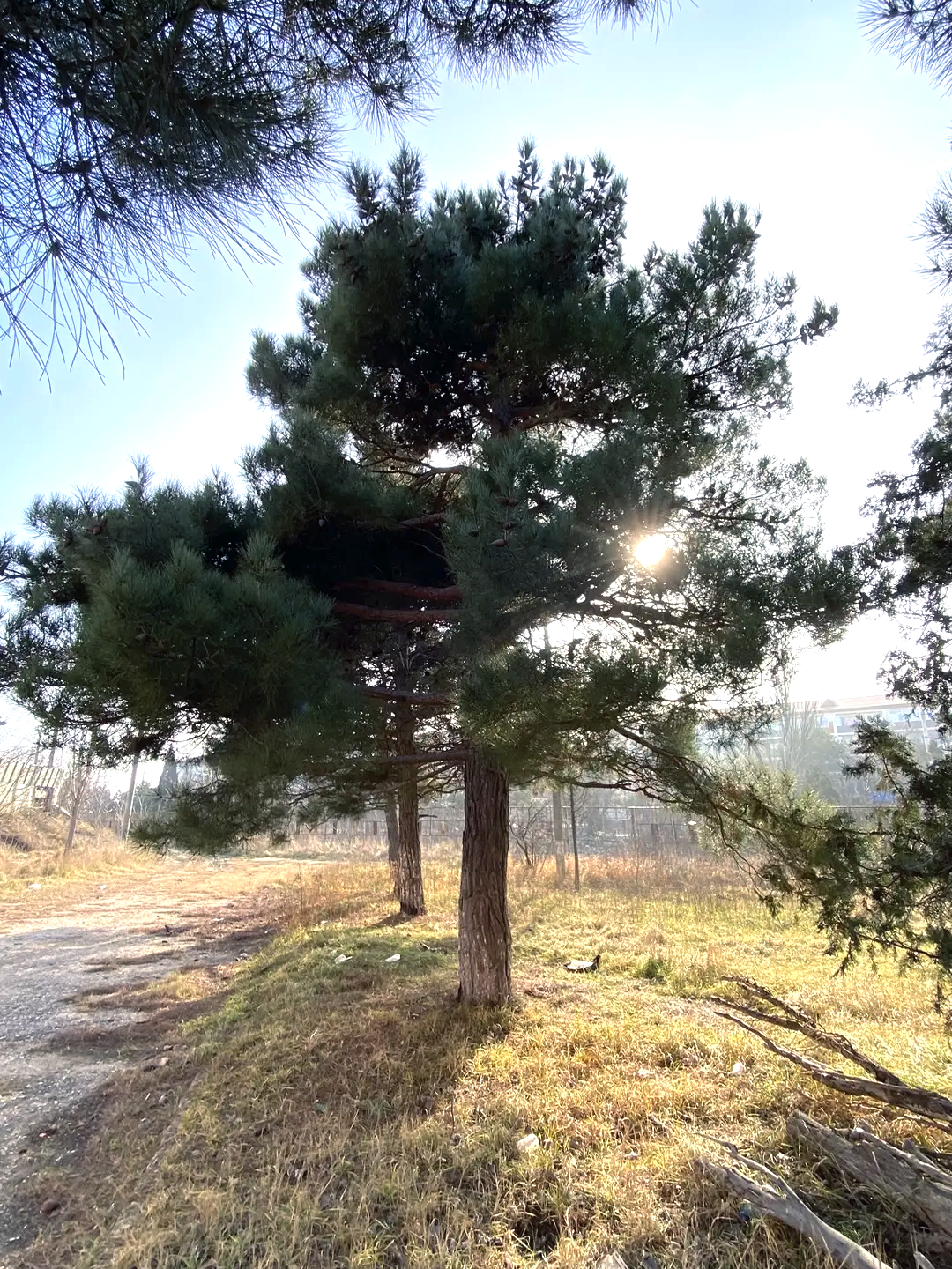 Семена Сосны Эльдарской (Pinus eldarica), морозостойкость до -30°C, высота до 20 м, 10 шт