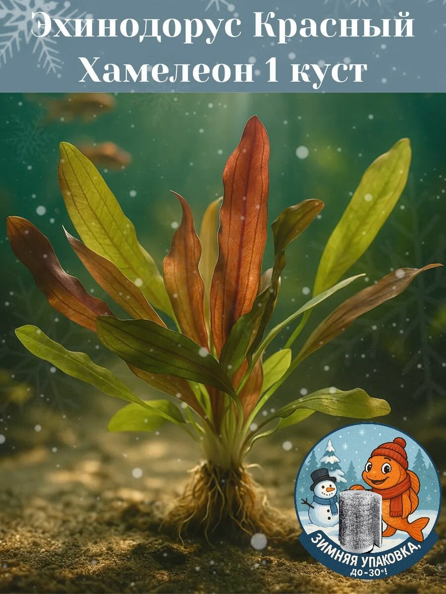 Аквариумное растение Эхинодорус Красный хамелеон (Red Chameleon) , живое аквариумное растение