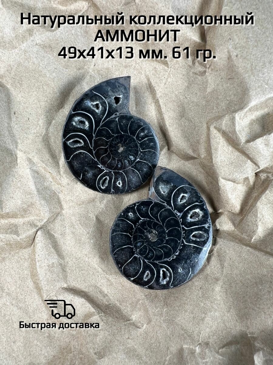 Две половинки отполированных срезов природного аммонита