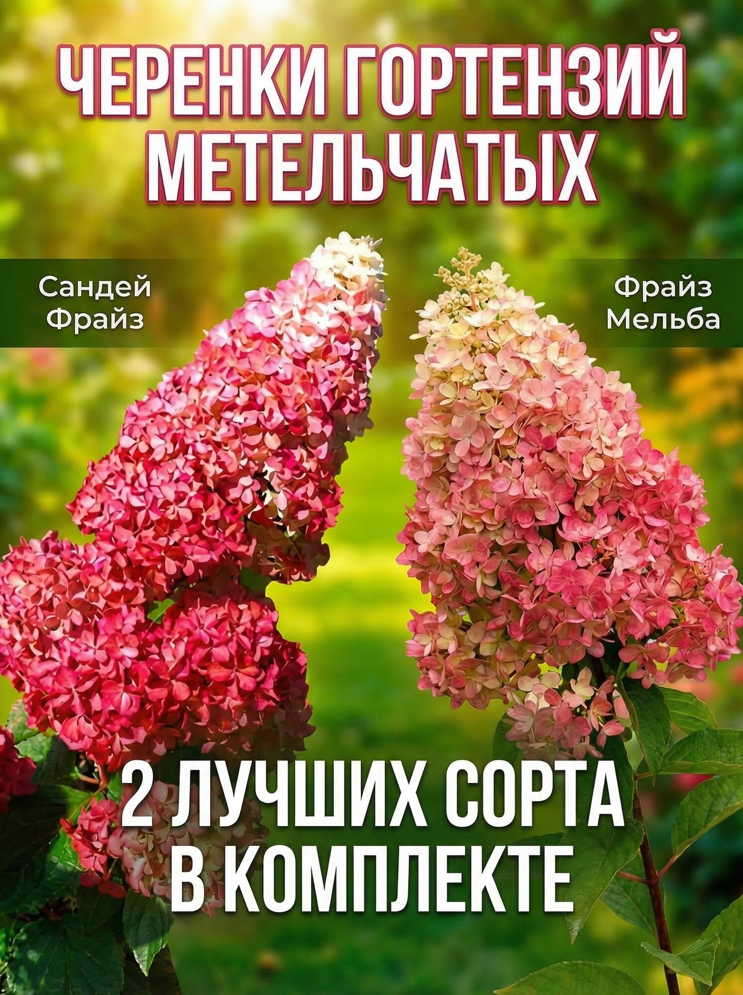 Черенки гортензии Сандей Фрайз + Фрайз Мельба