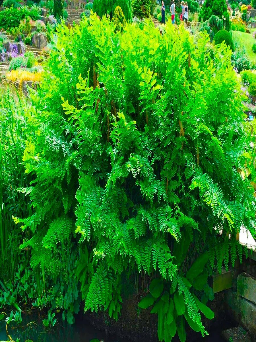 Чистоуст величавый Japonicum