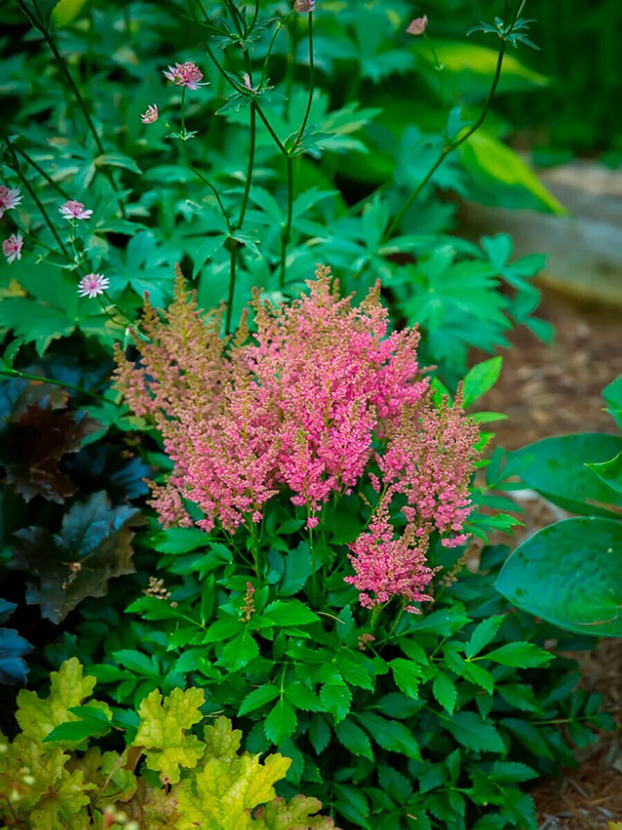 Астильба гибридная Fireberry