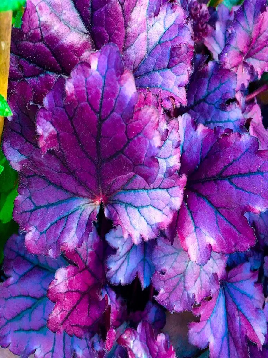Гейхера Forever Purple — фото 1