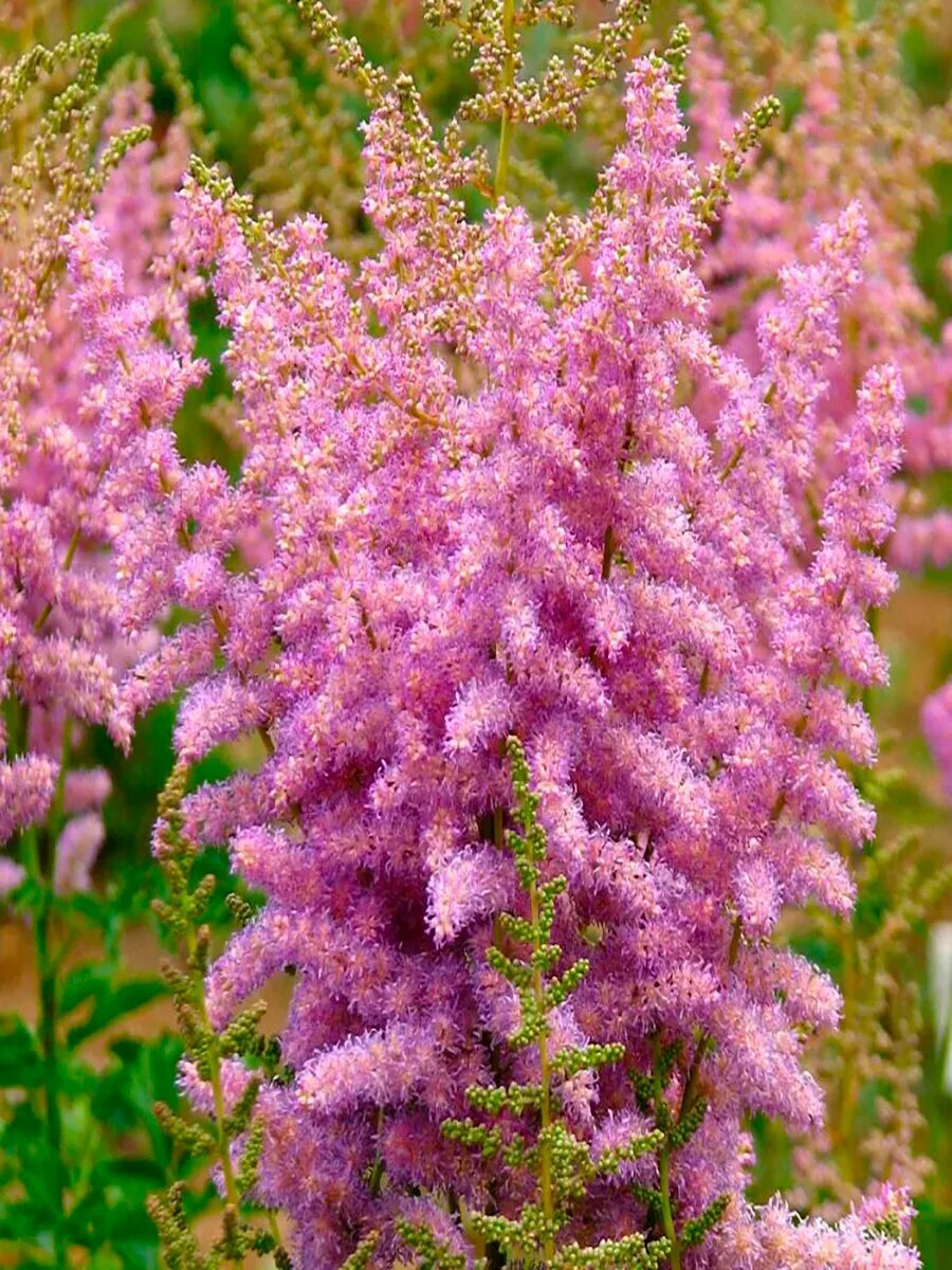 Астильба Арендса Hyazinth