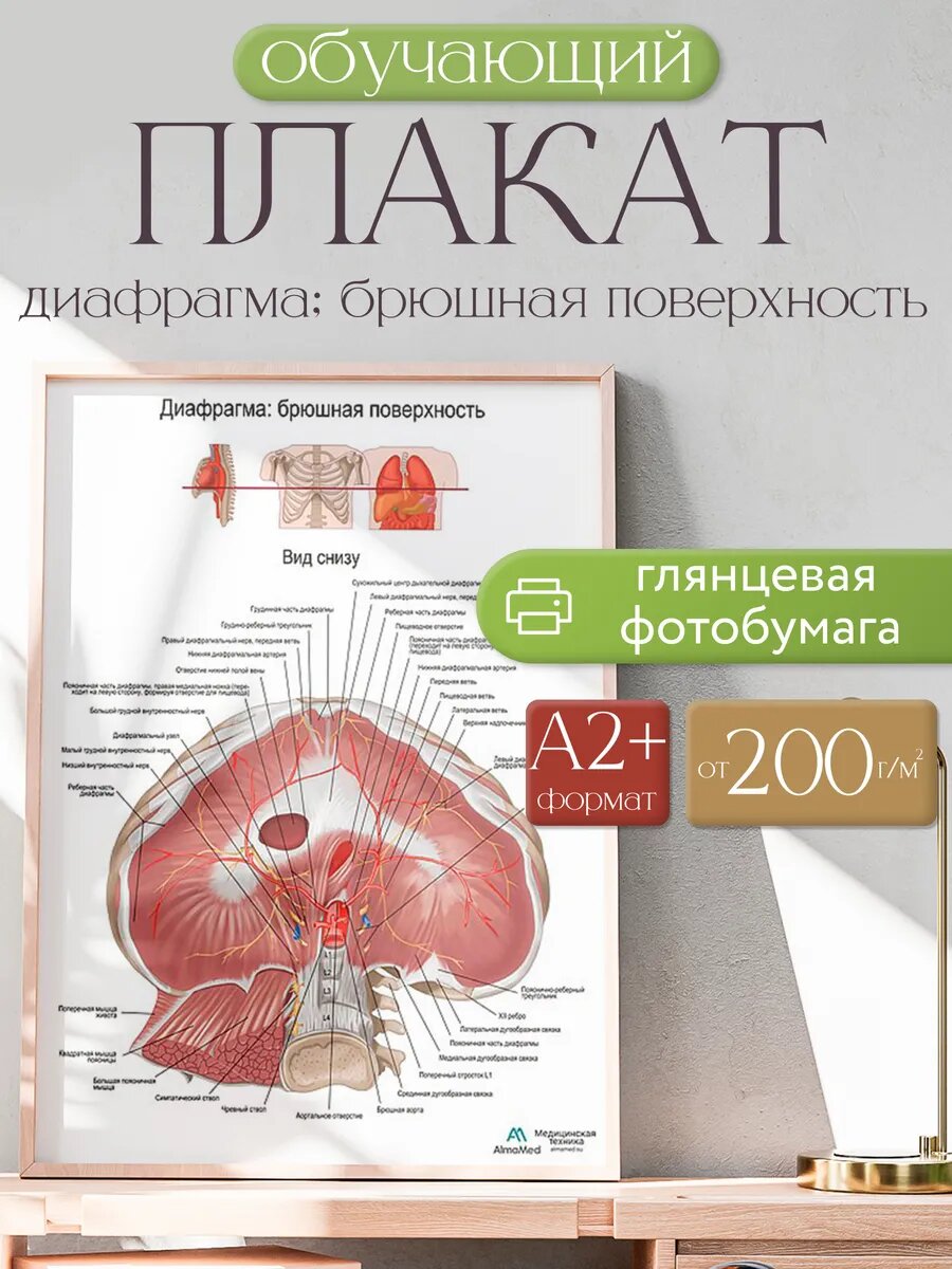 Диафрагма. Абдоминальная поверхность, плакат глянцевый А2+, плотная фотобумага от 200г/м2
