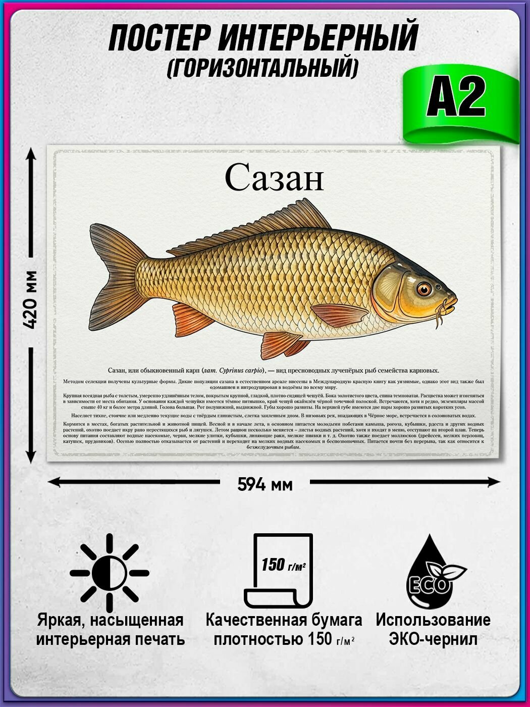 Постер интерьерный "Сазан", плакат, подарок на День рыбака / А-2 (60x42 см.)