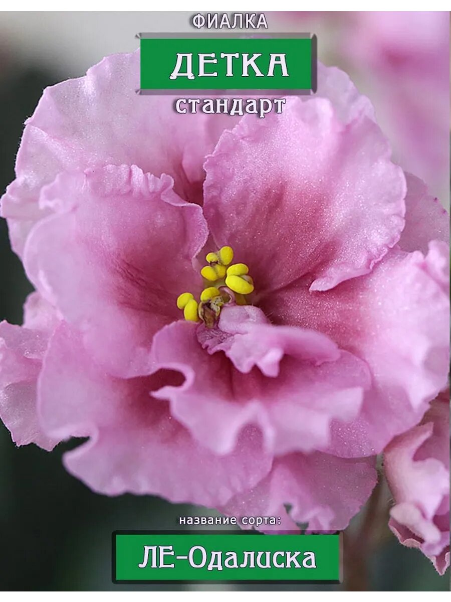 Фиалка детка сорт ЛЕ-Одалиска