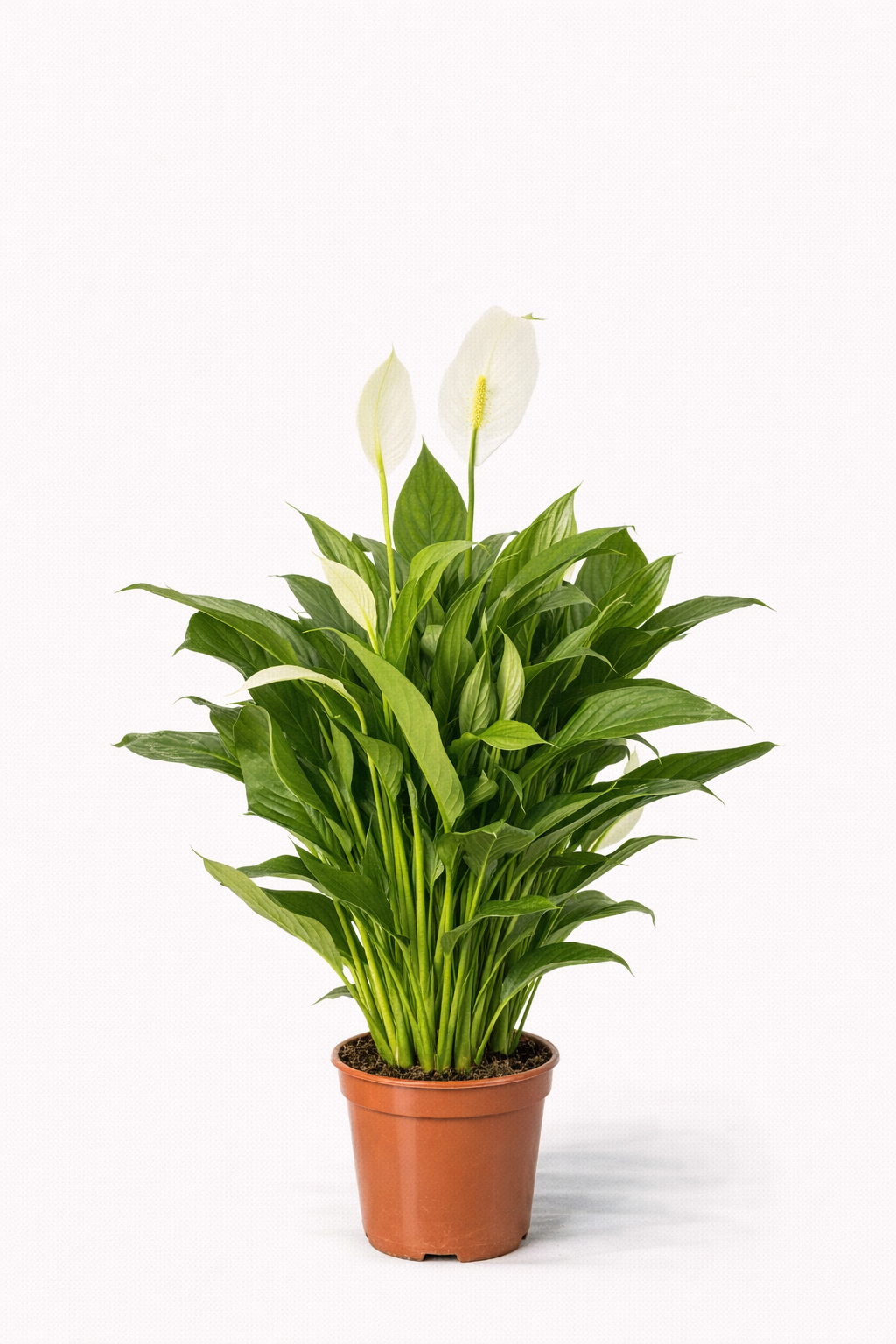 Спатифиллум (Spathiphyllum) — элегантная «Женское счастье» для уюта и гармонии в доме