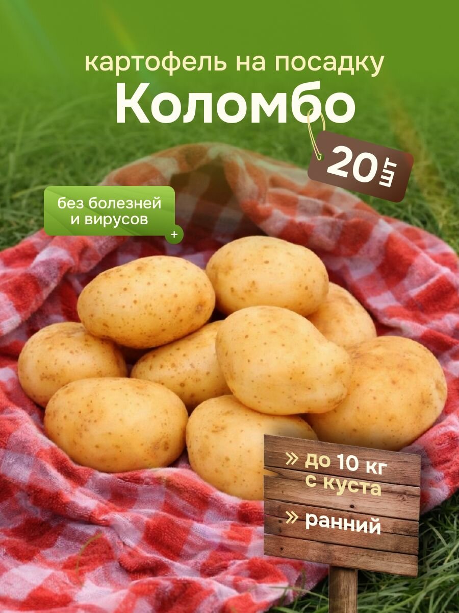 Семенной картофель на посадку Коломбо 20 шт (ранний)