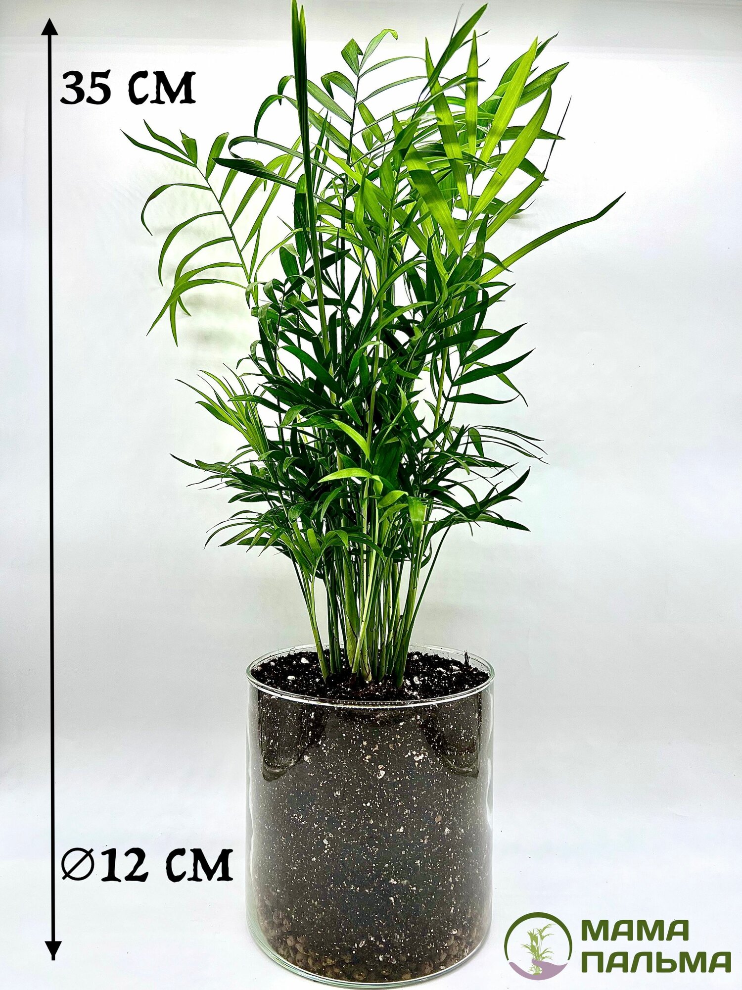 Хамедорея Элеганс в стекле цилиндр, высота композиции 35-40см