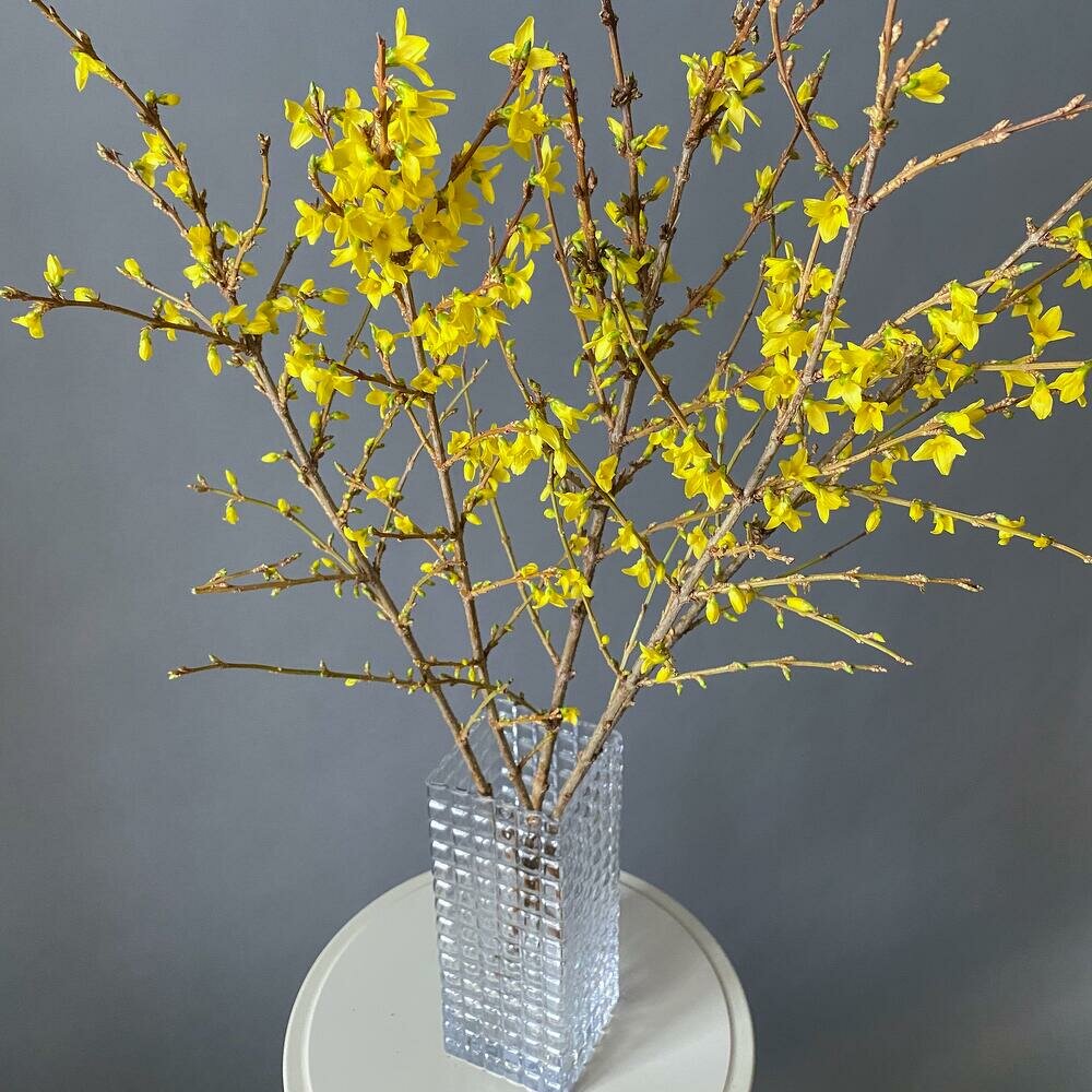 Цветущие ветки форзиции, желтые соцветия, 5 штук. Veresk 519