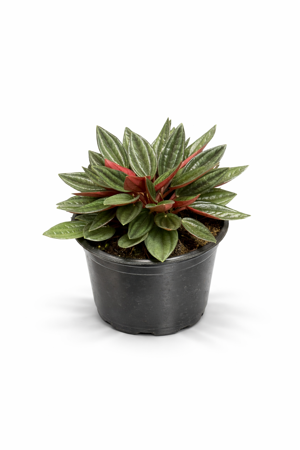 Пеперомия каперата Росомаха (Peperomia caperata ‘Rosso’) 10см