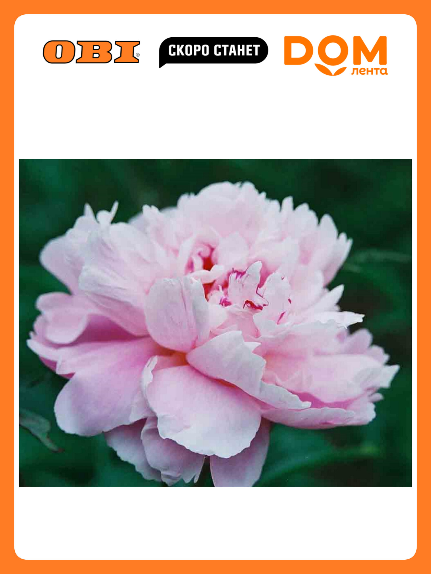 Растение Пион травянистый 7 цветов Blooming Life Весенний Снег (в тубе)