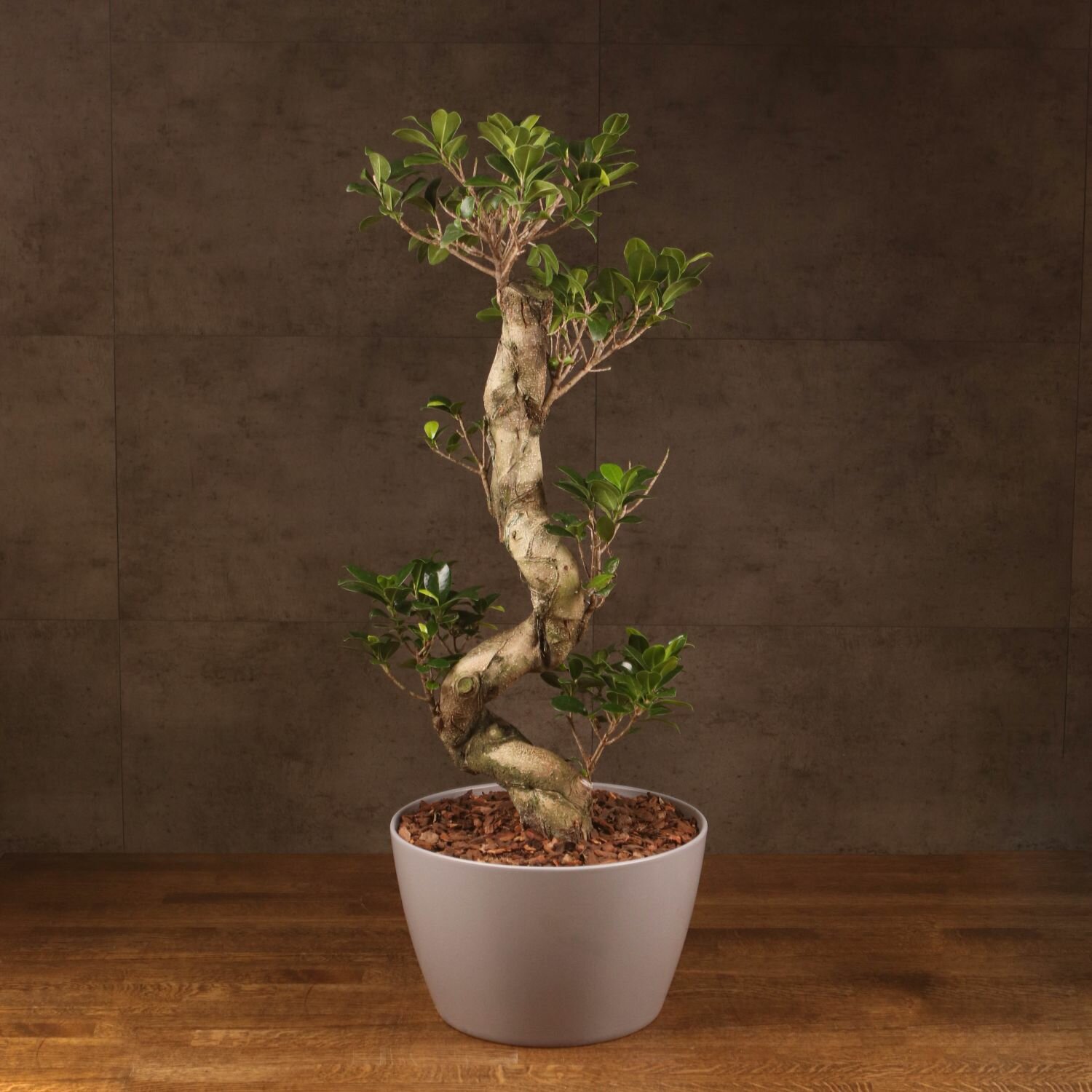 Бонсай Фикус в сером кашпо 80/28