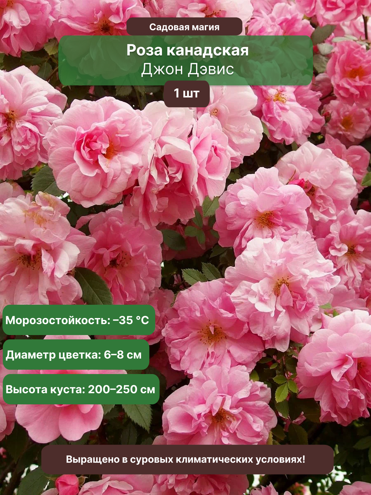 Роза канадская Джон Дэвис / 1 шт, морозостойкая, ароматная, розовая