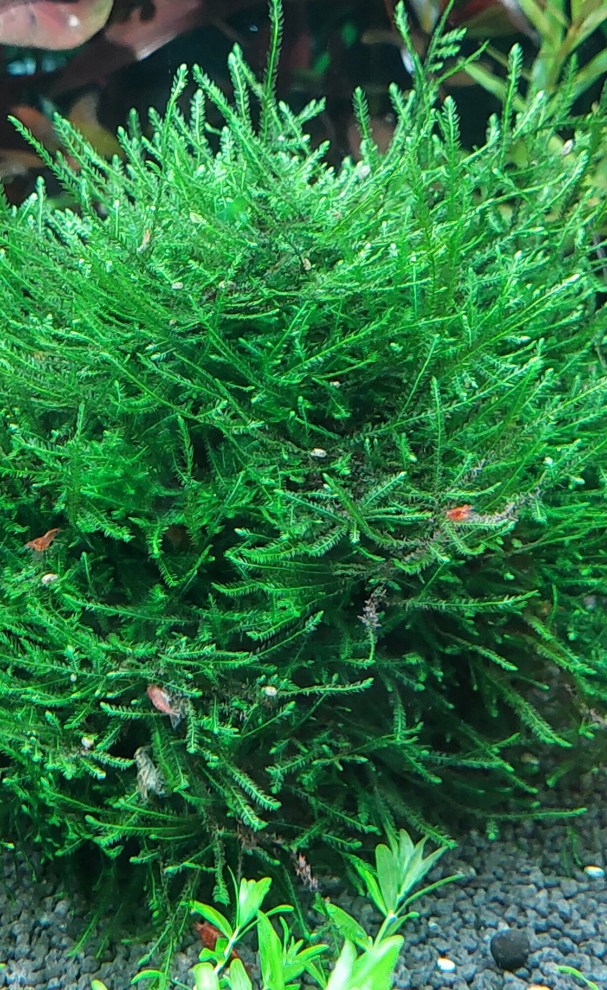 Яванский мох для аквариума/Аквариумный мох Яванский/Живой мох