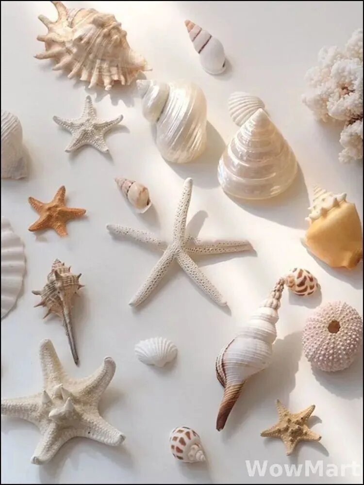 Морские ракушки 30шт. Подарочный Набор океанические ракушки для декора и творчества
