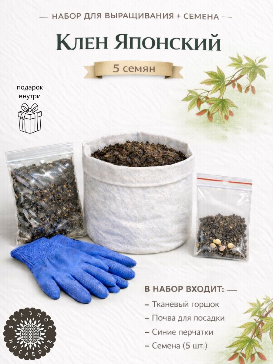 Домашний набор для выращивания Клена Японского / Подарок для юного садовода