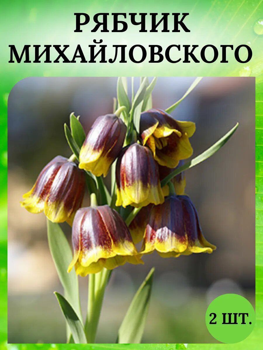 Рябчик императорский, луковицы 2 штуки