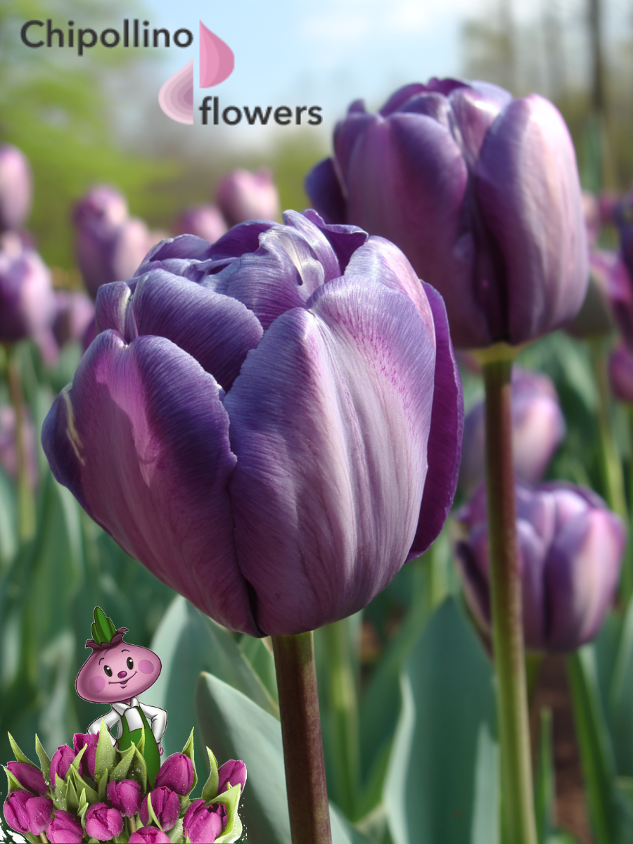 Луковицы цветов, Chipollino flowers, Тюльпан NEGRITA DOUBLE (3 луковицы)