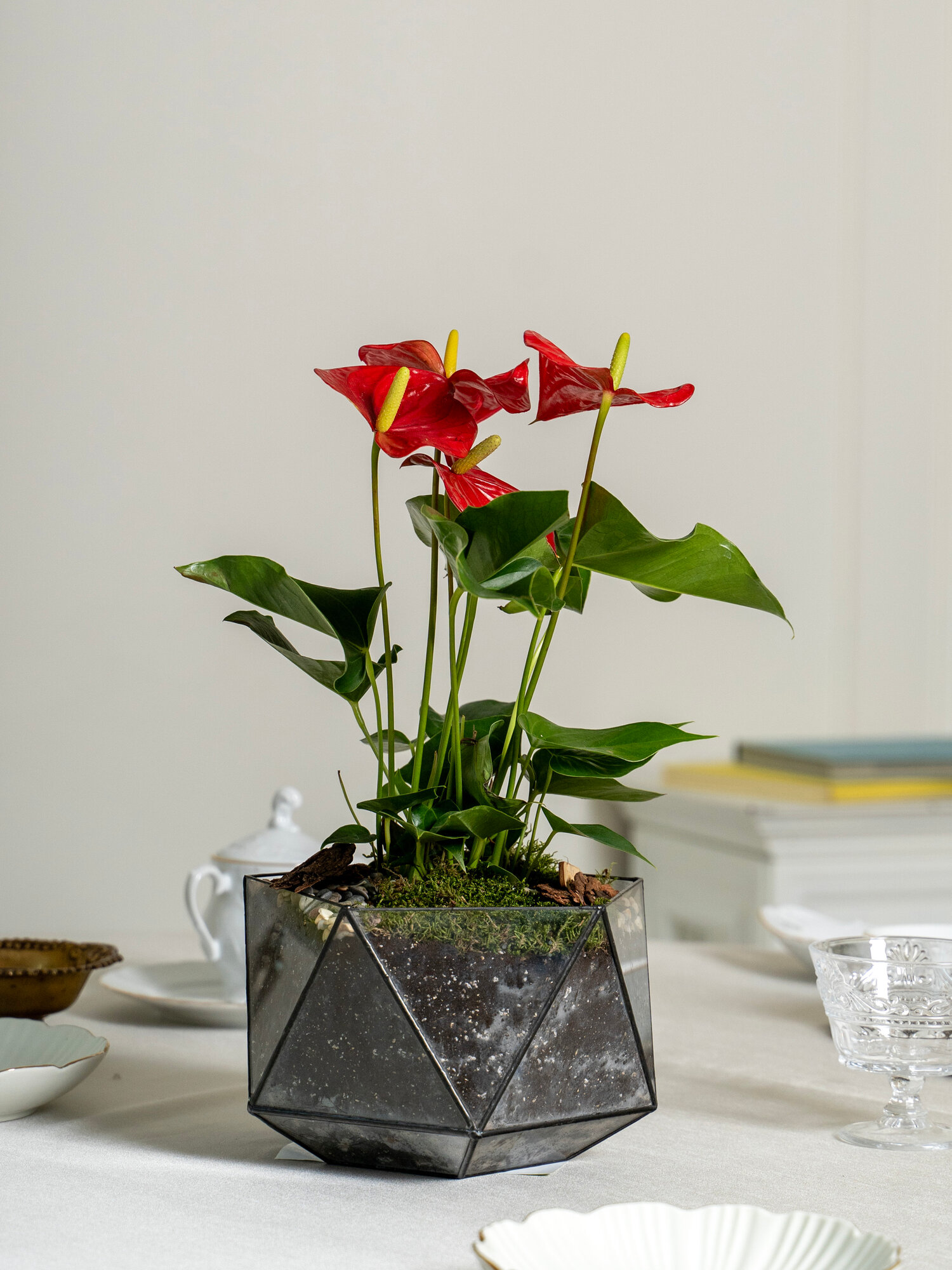 Geo Glass: Антуриум живой , стеклянное кашпо ручной работы , растения для дома 30-35 см