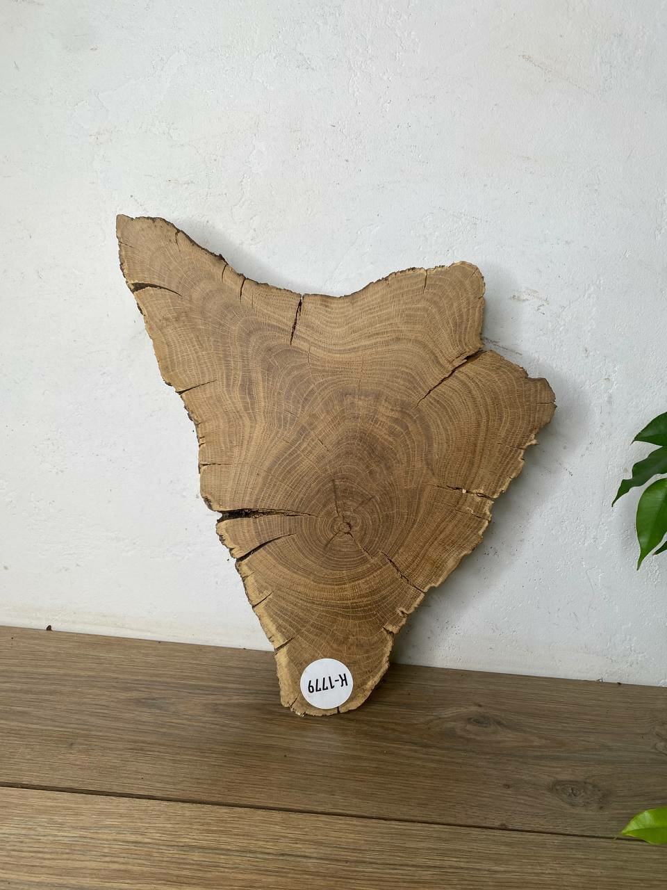 Спил дуб . Габаритные размеры 36х35х8 см. Шлифованный с 2-х сторон. артикул к1779
