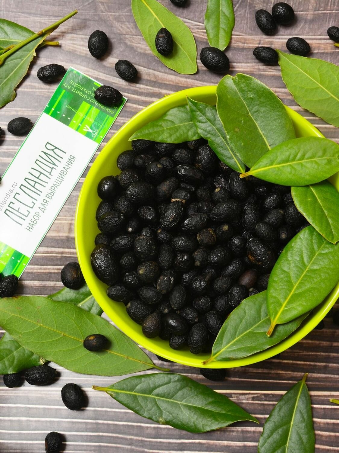 Лавр Пряный Король, Семена, 5 шт, семена трав и пряных растений