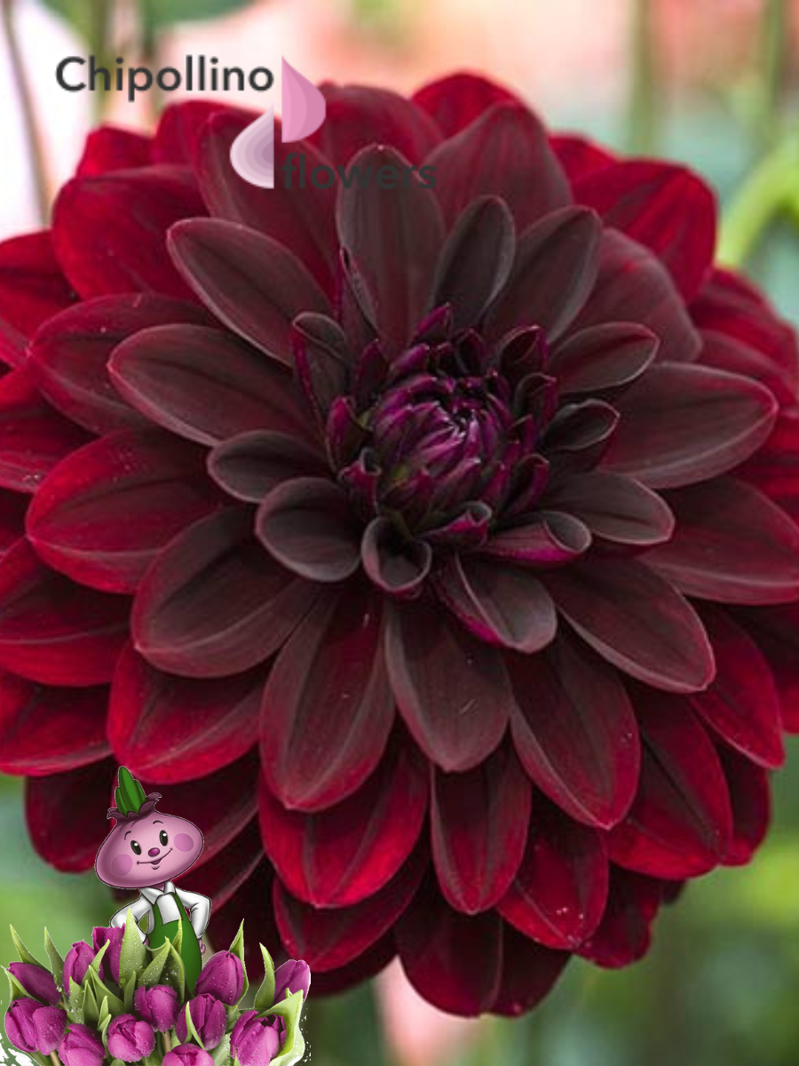 Клубни цветов, chipollino flowers, Георгина ARABIAN NIGHT ( 1 клубень )