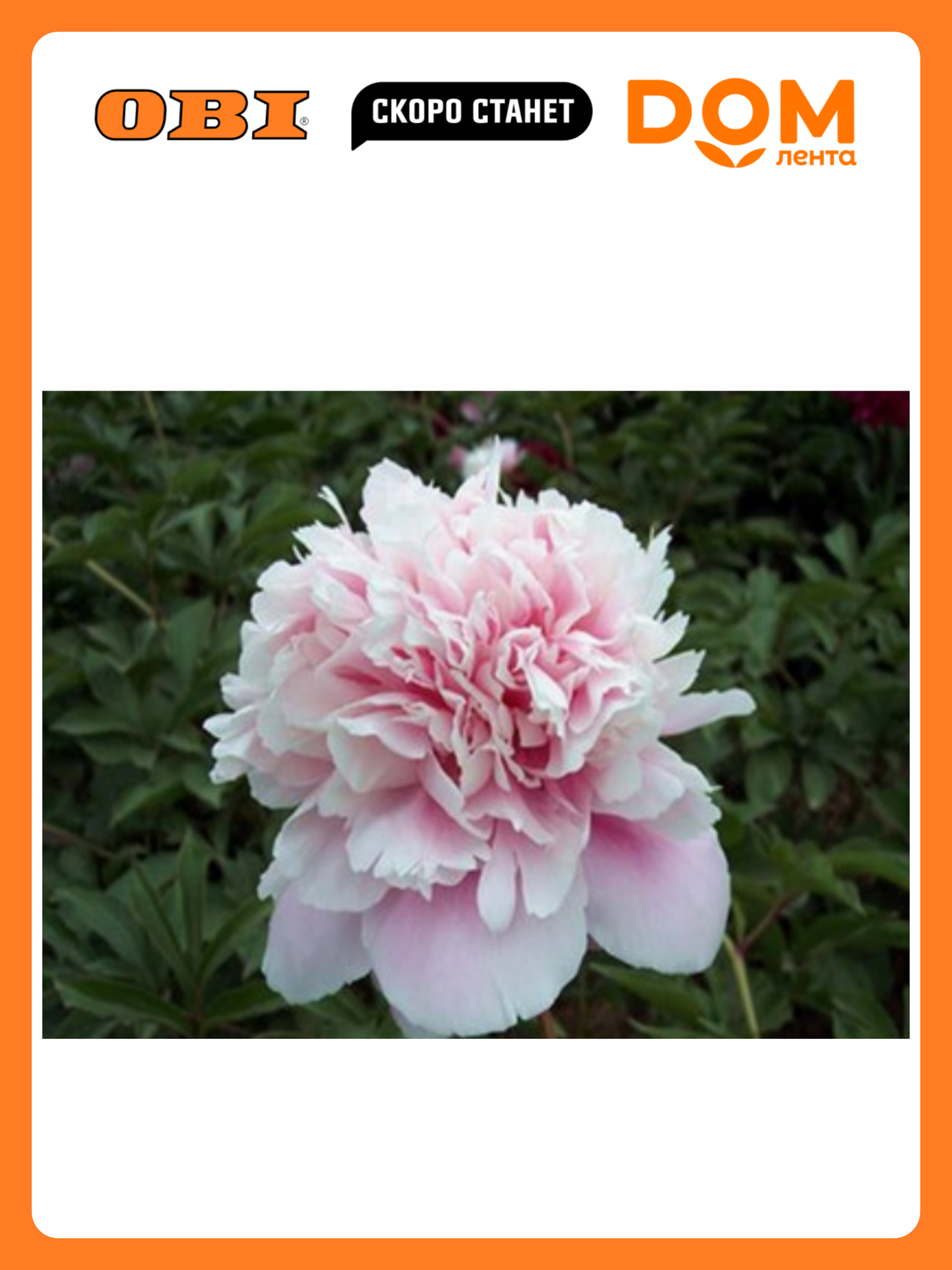 Пион 7ЦВЕТОВ "Щербет", корончатая форма, розовый, высота 100 см