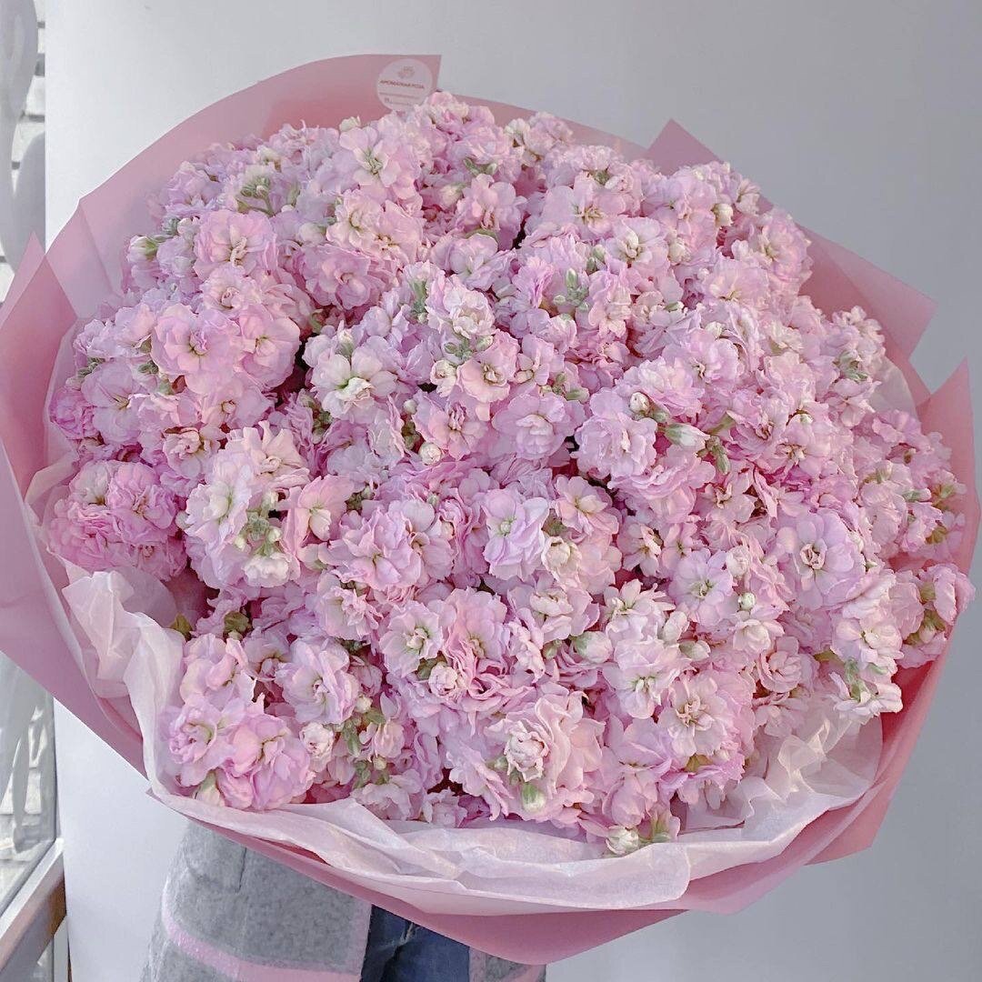 Пышный букет из кустовой маттиолы нежно-розового цвета с экспресс доставкой до двери