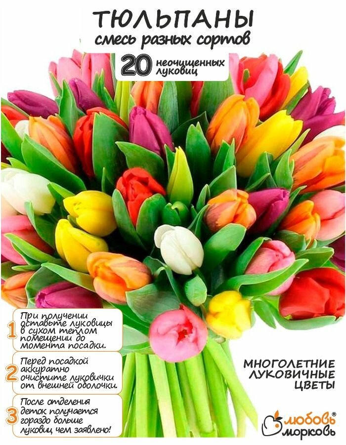 Тюльпан Луковица, Микс сортов, 20 шт неочищенные