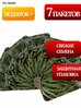 Семена Бобы "Белорусских"