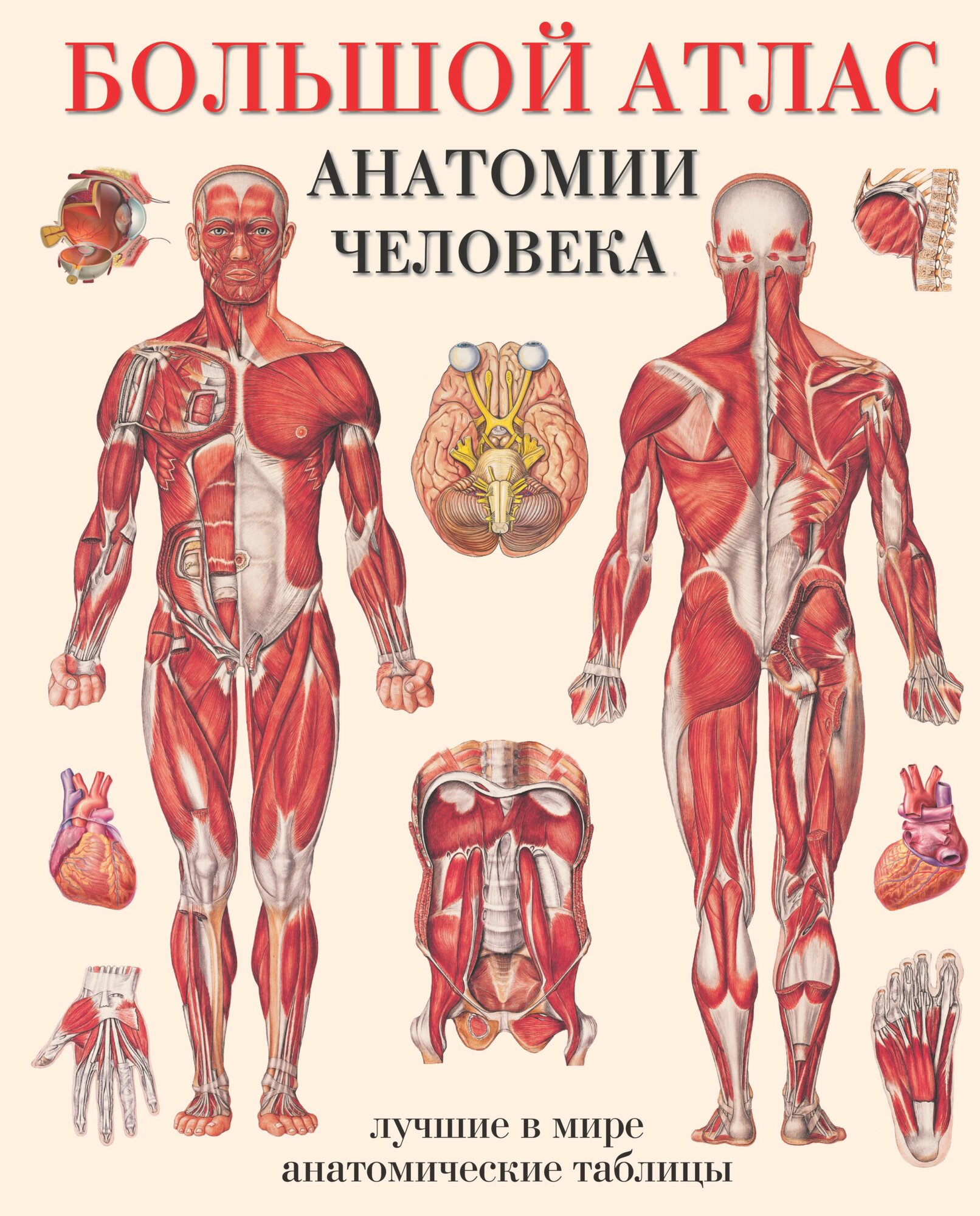 Большой атлас анатомии человека (тв.)