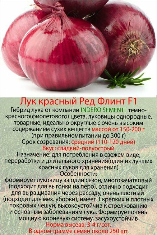 Лук красный Ред Флинт F1, 1 грамм, семена, фасовка ( 250 сем)