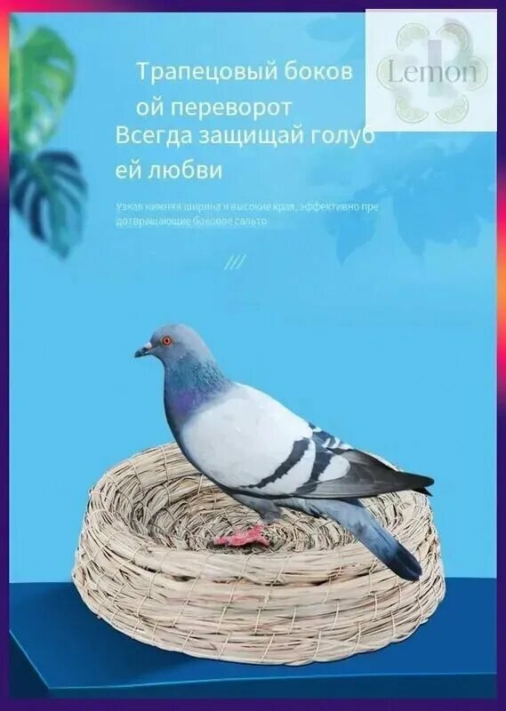 Голубиное гнездо — фото 1
