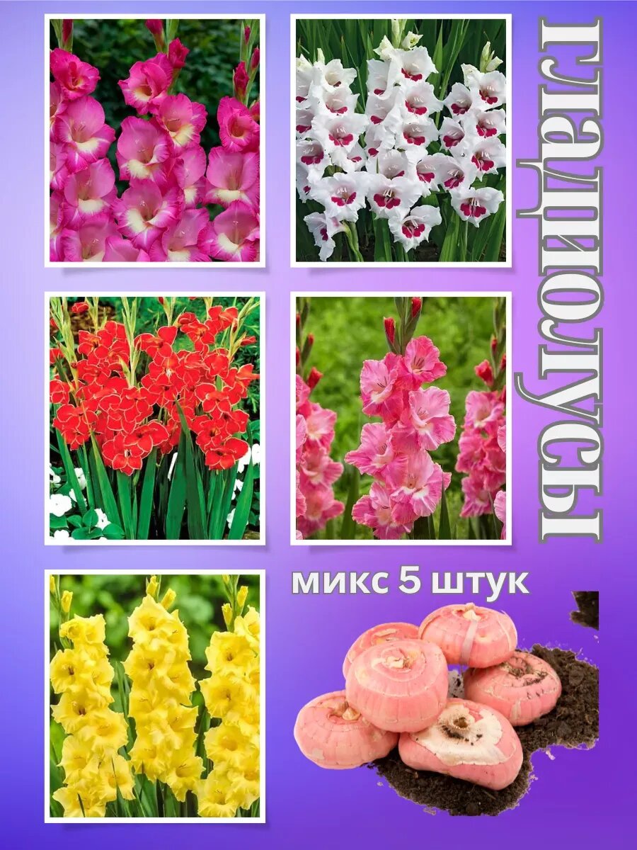 Гладиолус крупноцветковый, махровый , микс сортов, 5 луковиц