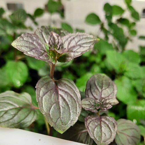 Мята Чернолистная