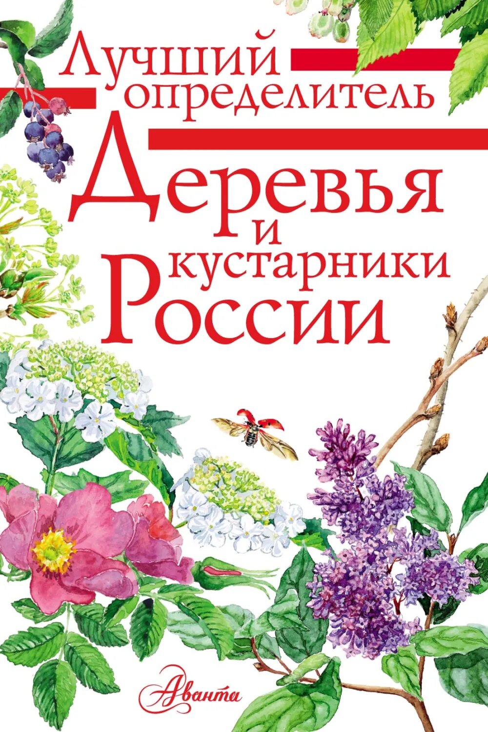 Деревья и кустарники России. Определитель [Цифровая книга]