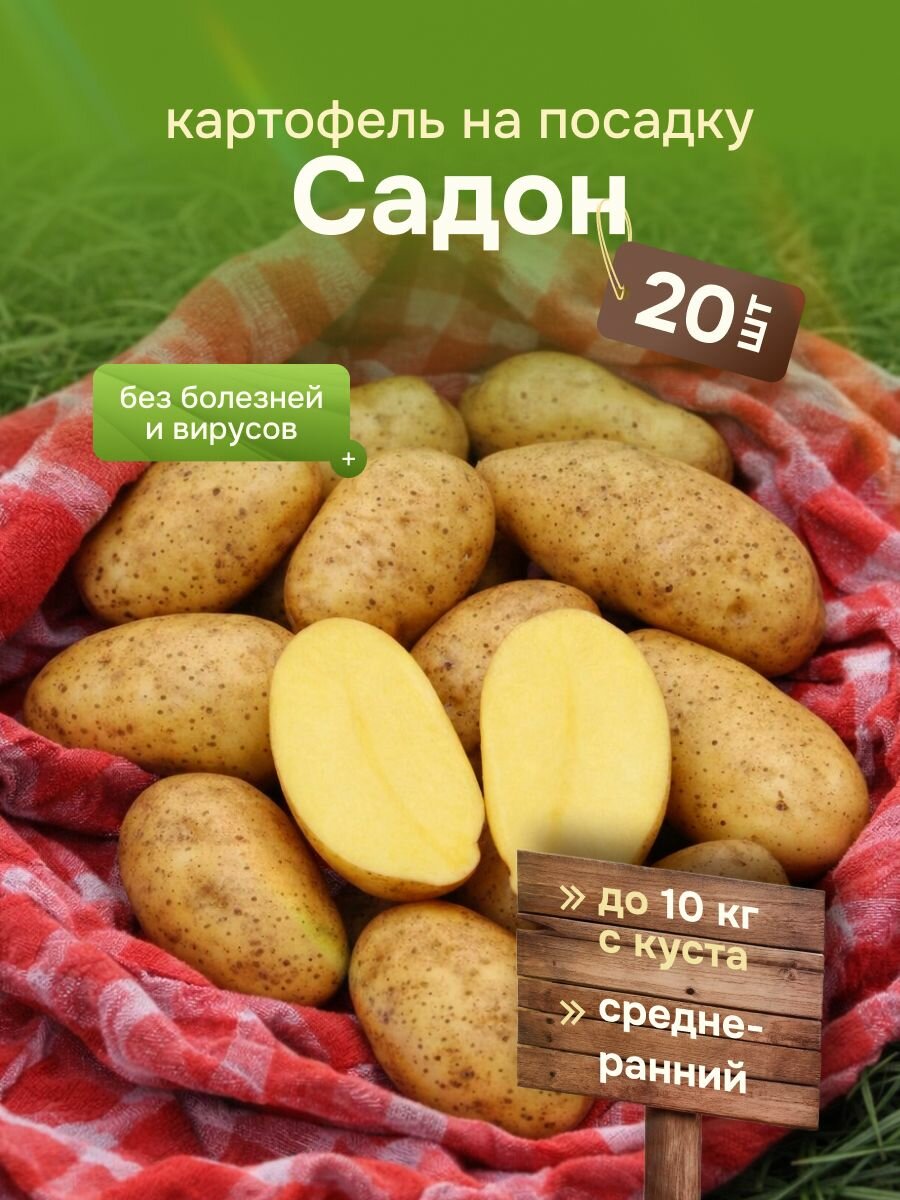 Семенной картофель на посадку Садон 20 шт (среднеранний)