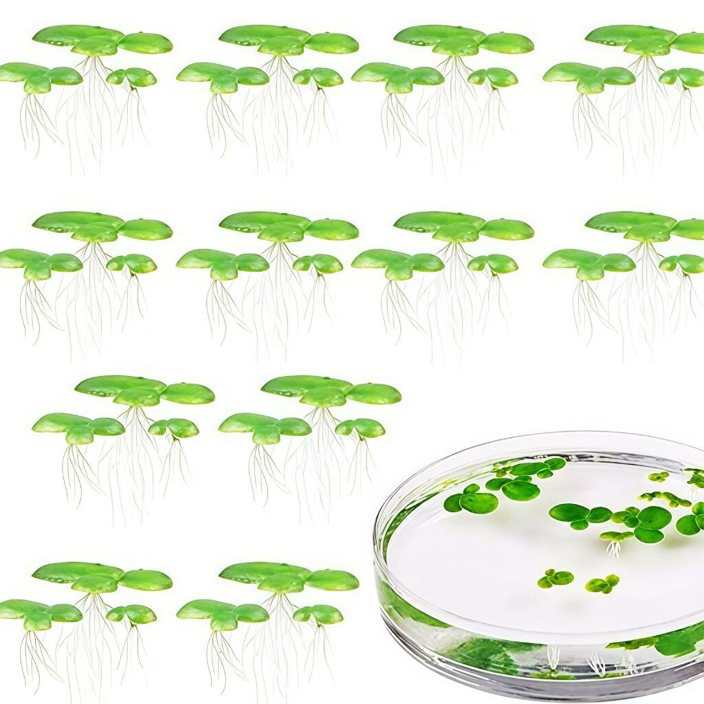 2 шт. плавающие пластиковые растения для аквариума