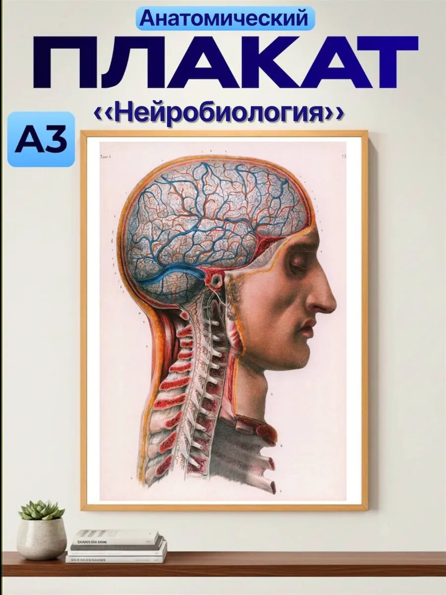 Постер медицинский, мозг, нейробиология, нейрохирургия, А3 анатомия, хирургия